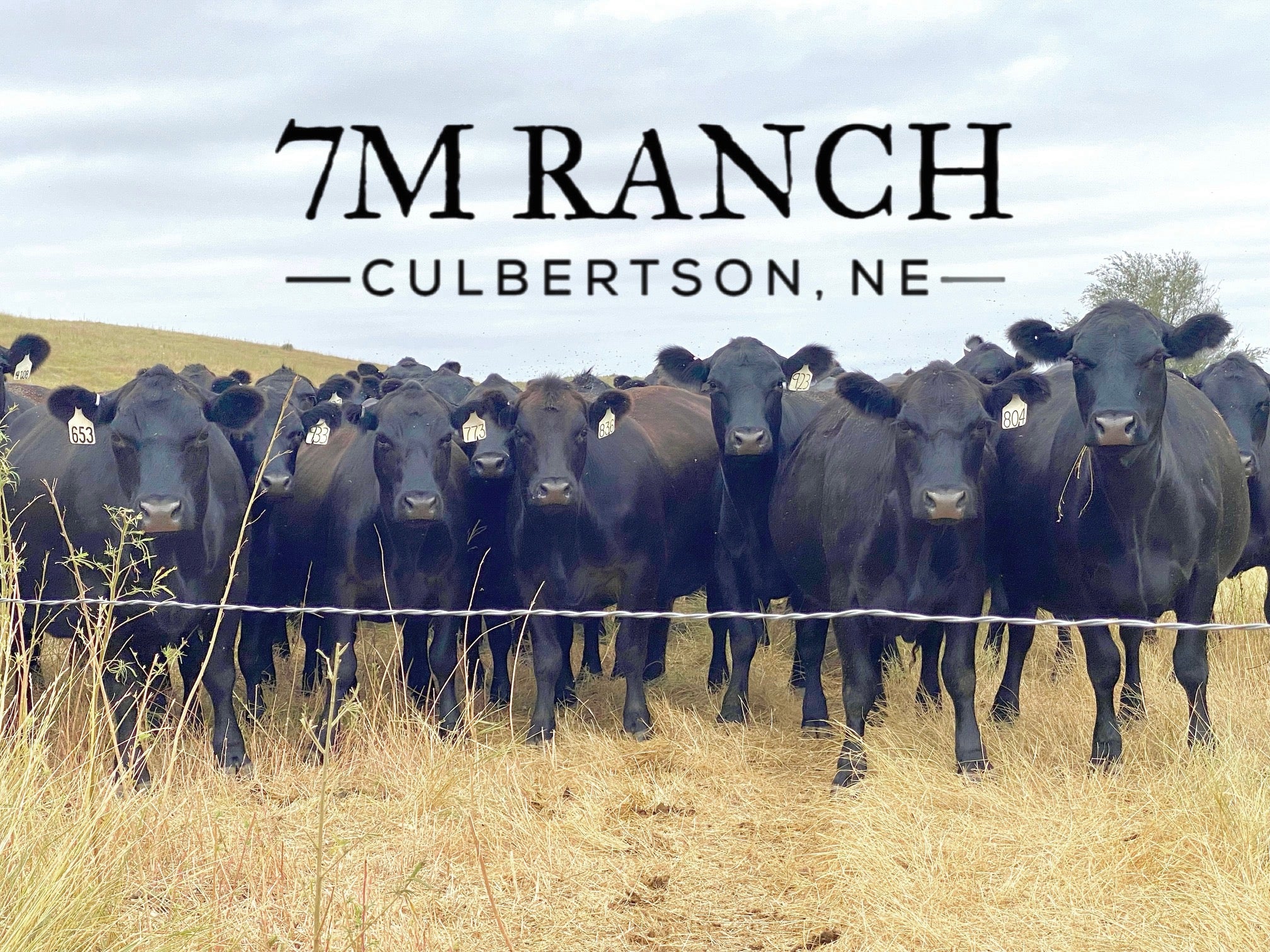 Grass Fed Beef – 7M Ranch